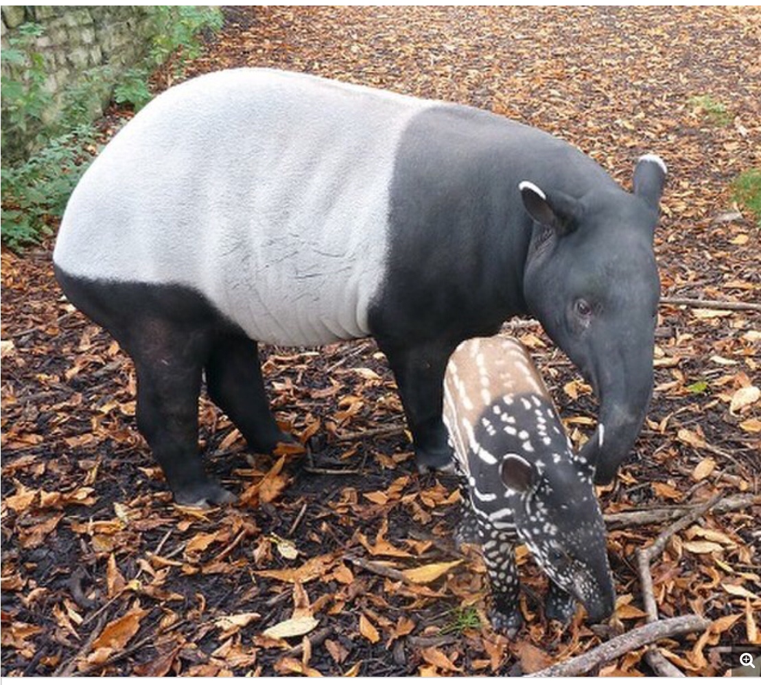 Tapier – 4H Rainforest Animals – Wikiful