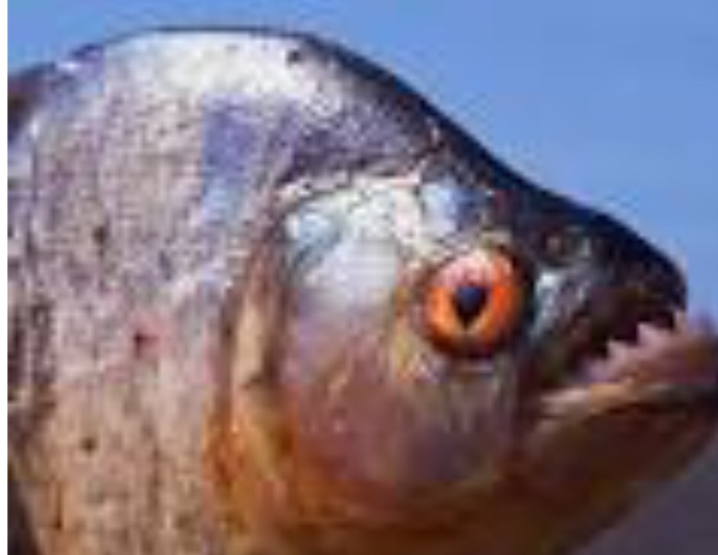 Perfect Piranhas – 4H Rainforest Animals – Wikiful